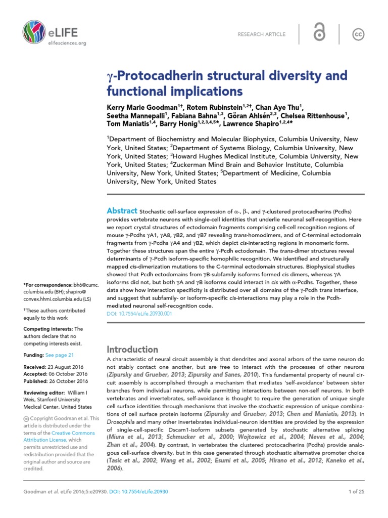 G - Protocadherin Structural Diversity and Functional Implications ...