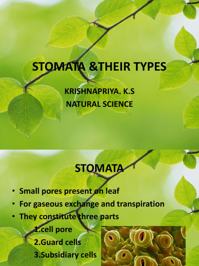 Types and Structure of Stomata | PDF