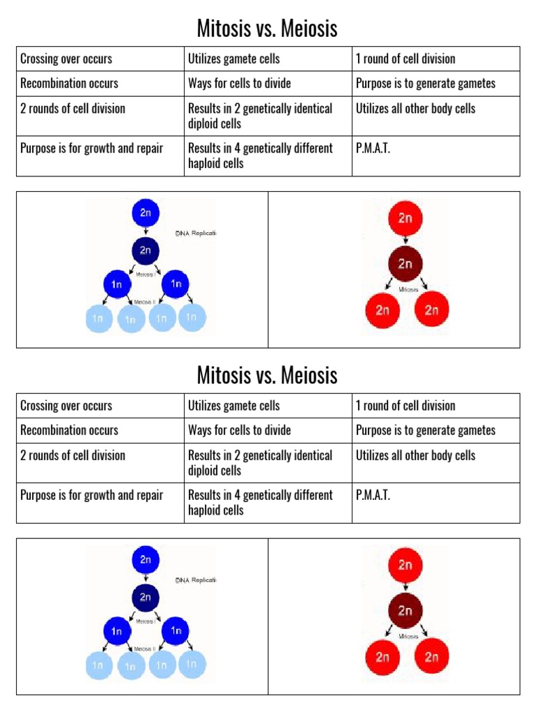 Mitosis Vs Meiosis Cut and Paste | PDF | Science & Mathematics