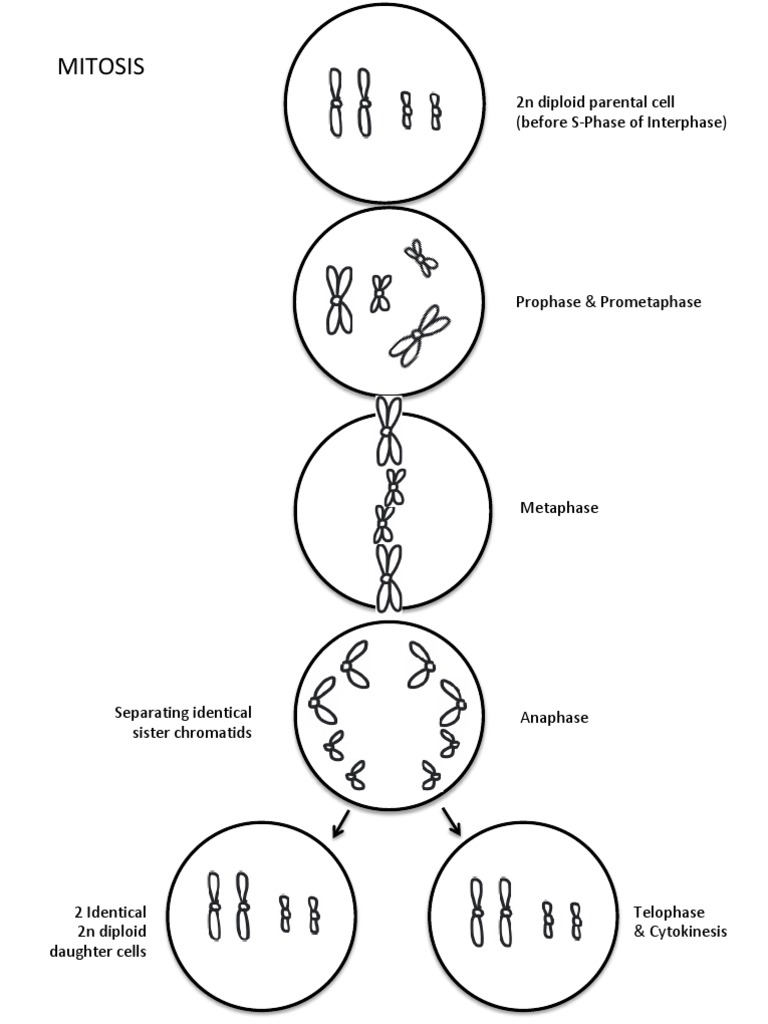 Mitosis Coloring Worksheet