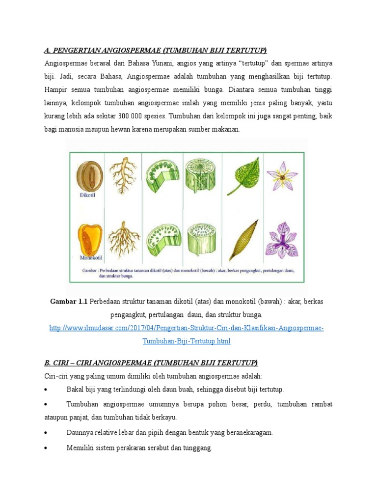 Struktur dan Klasifikasi Angiospermae | PDF