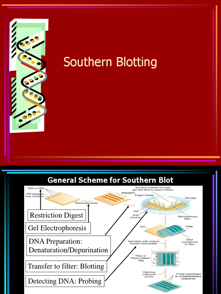 A Step-by-Step Guide to Performing a Southern Blot Analysis Using ...