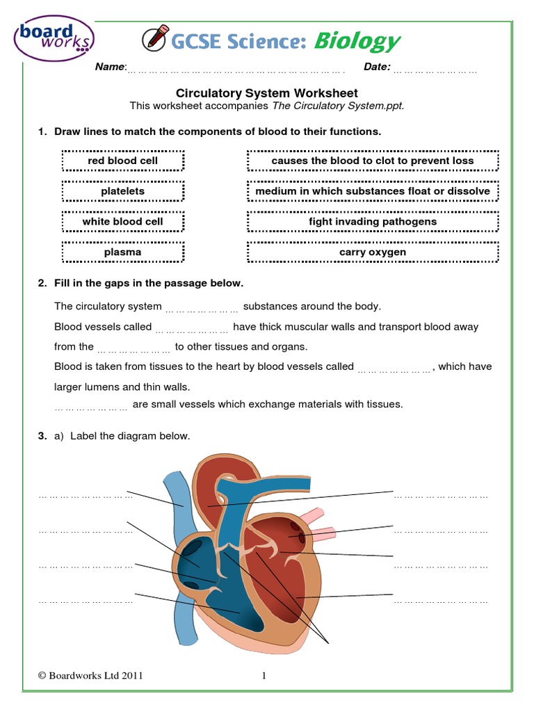 Circulatory System For Kids Worksheets