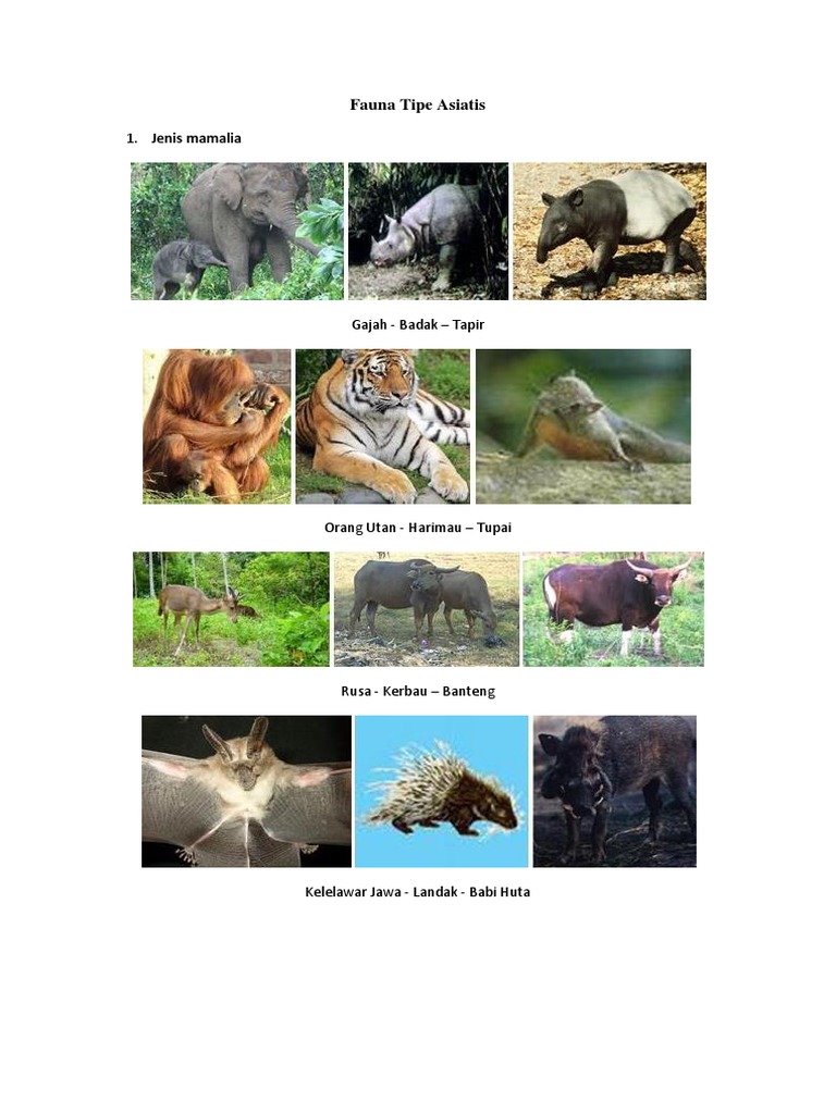 Fauna Tipe Asiatis | PDF