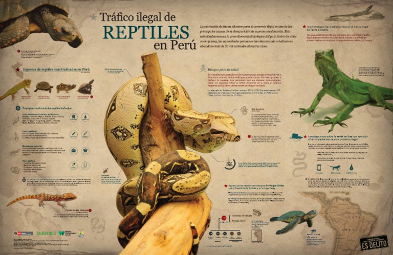 Infografía Reptiles | PDF