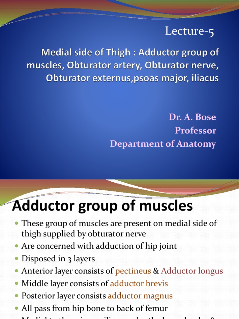 Medial Side of Thigh | PDF | Pelvis | Lower Limb Anatomy