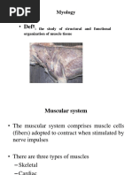 Muscle OIA: Chest, Neck, Back, Thigh | PDF | Vertebral Column | Vertebra