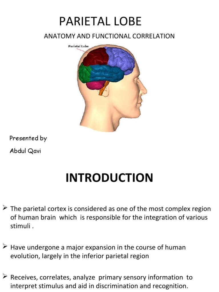 Pptparietallobe 150618151045 Lva1 App6892 PDF | PDF | Parietal Lobe ...