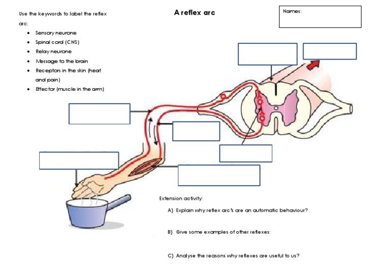 Reflex Arc Worksheet