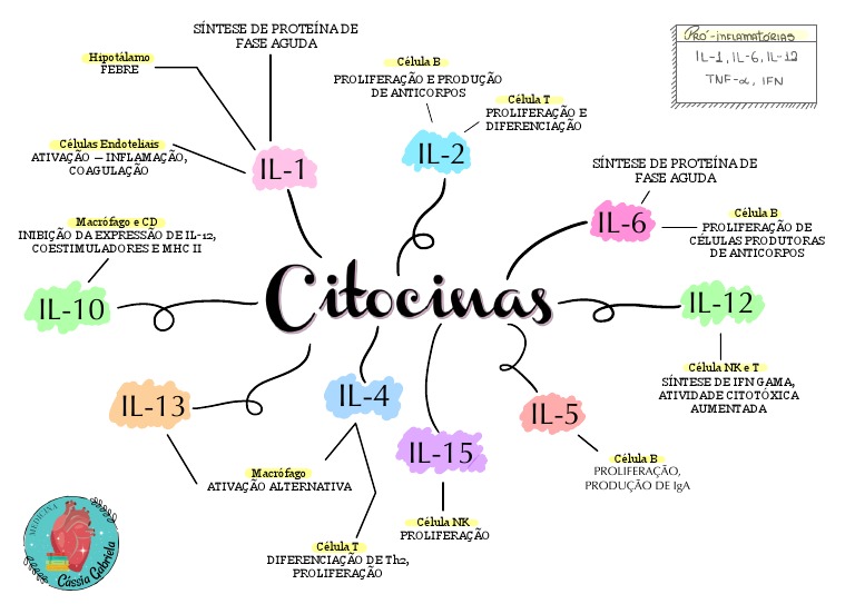 CITOCINAS RESUMO | Interleucina 12 | Citocina