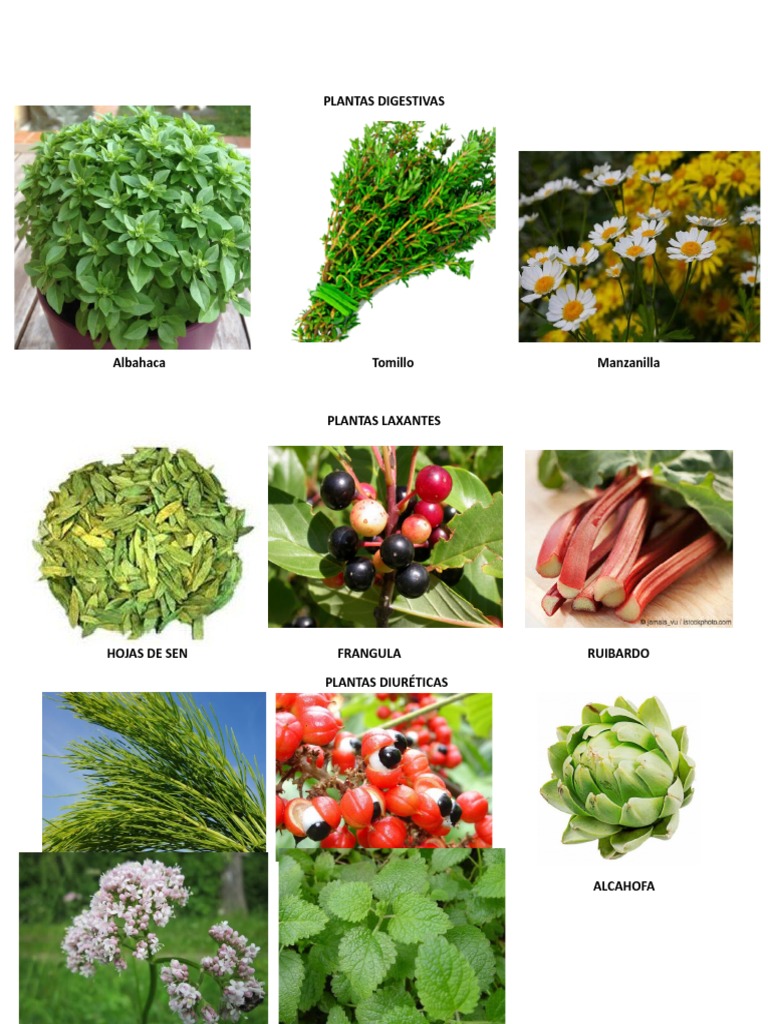 PLANTAS DIGESTIVAS