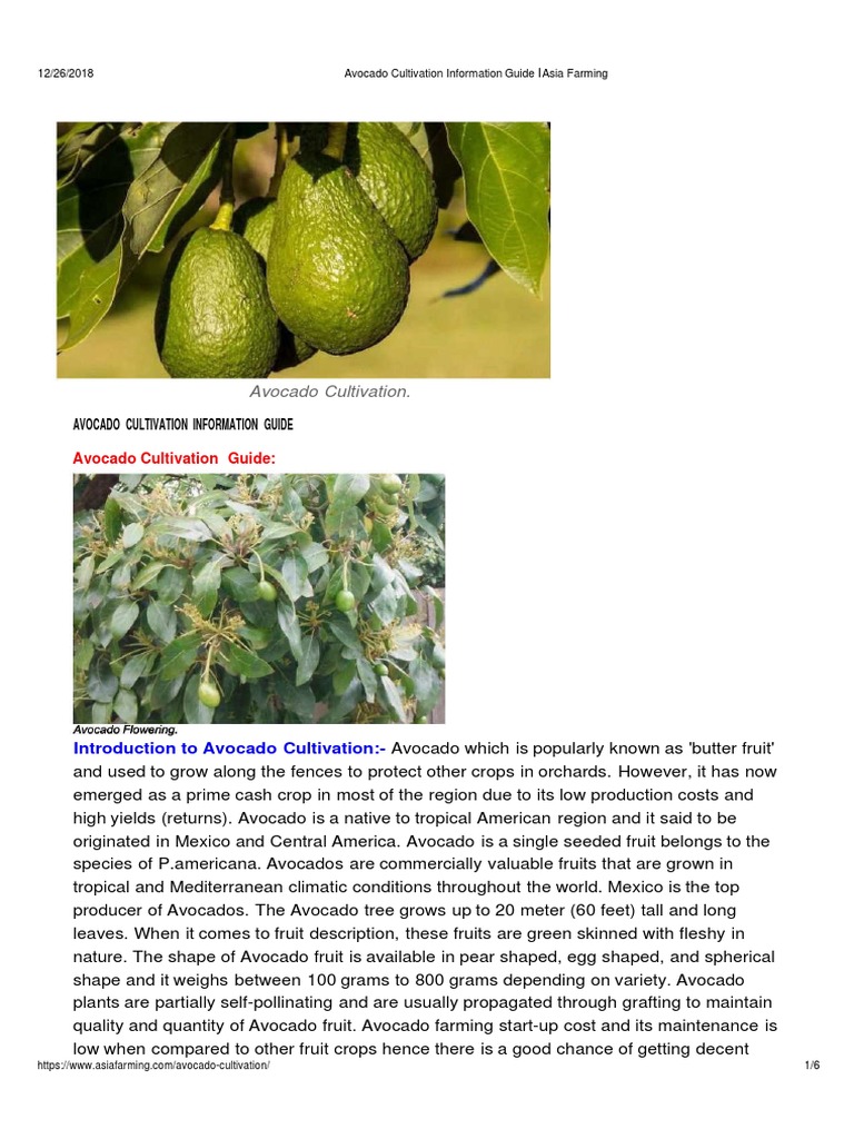 Avocado Cultivation Information Guide | PDF | Avocado | Trees