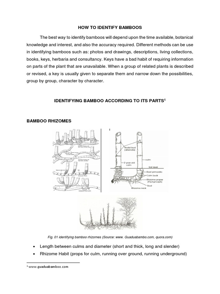 00 Key For The Identification of Different Bamboo | PDF | Bamboo | Leaf