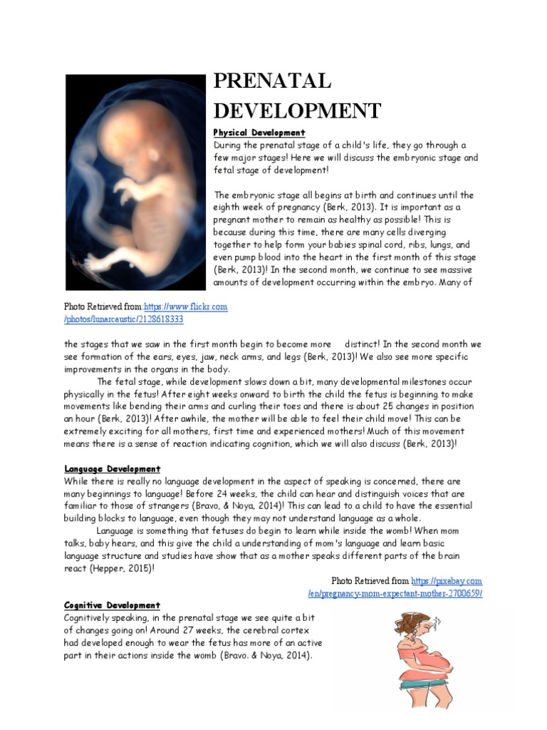 Stages of Prenatal Development Explained | PDF | Prenatal Development ...