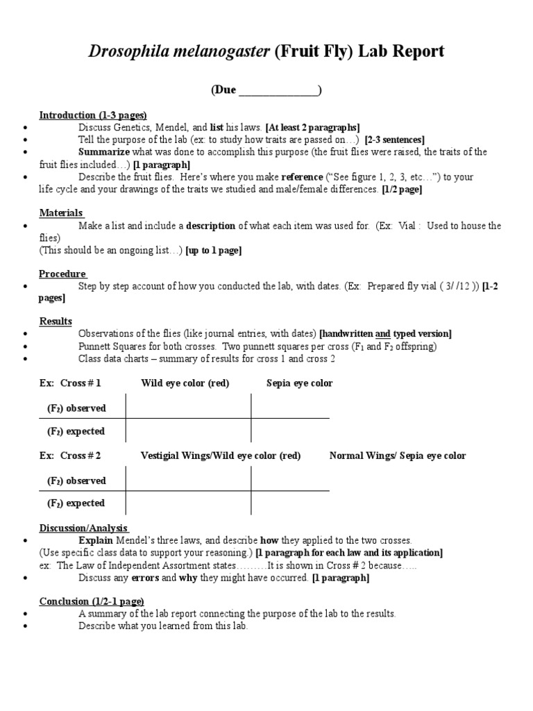 Drosophila Melanogaster (Fruit Fly) Lab Report: (At Least 2 Paragraphs ...