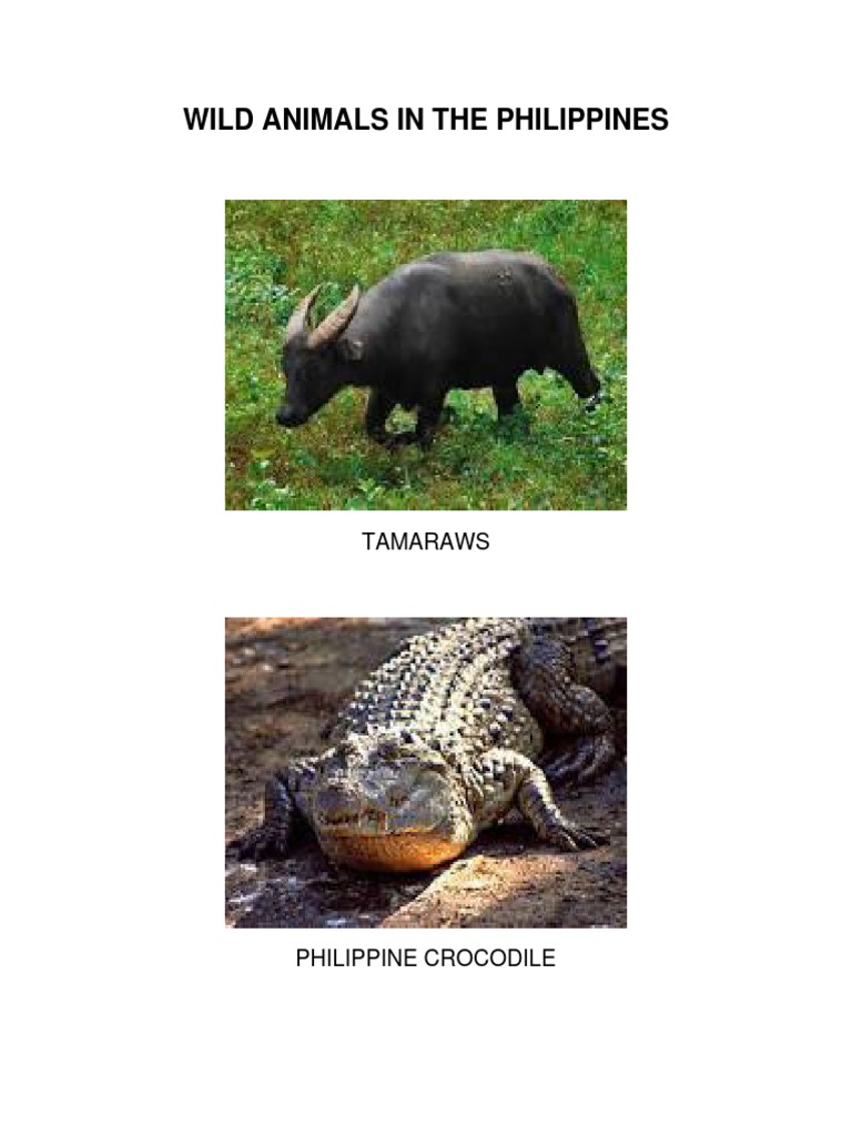 Wild Animals in The Philippines | PDF
