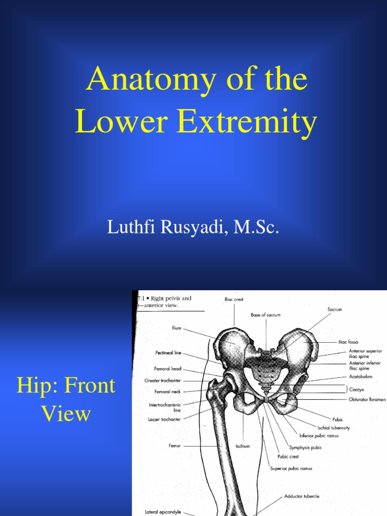 Anatomy of The Lower Extremity: Luthfi Rusyadi, M.SC | PDF | Foot ...