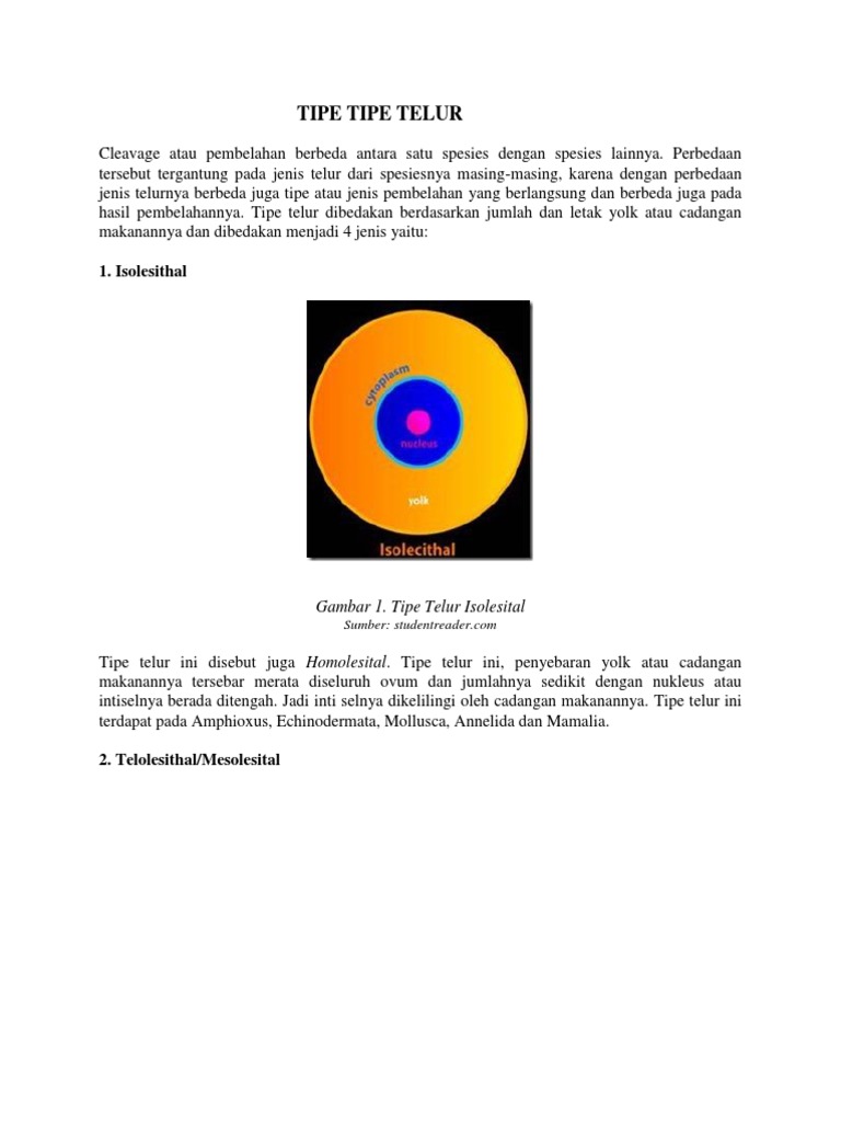 Tipe Tipe Telur | PDF