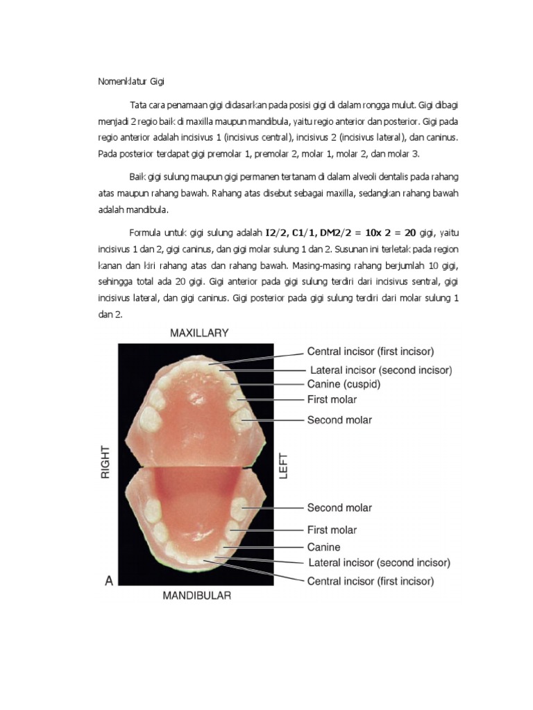 Nomenklatur Gigi | PDF