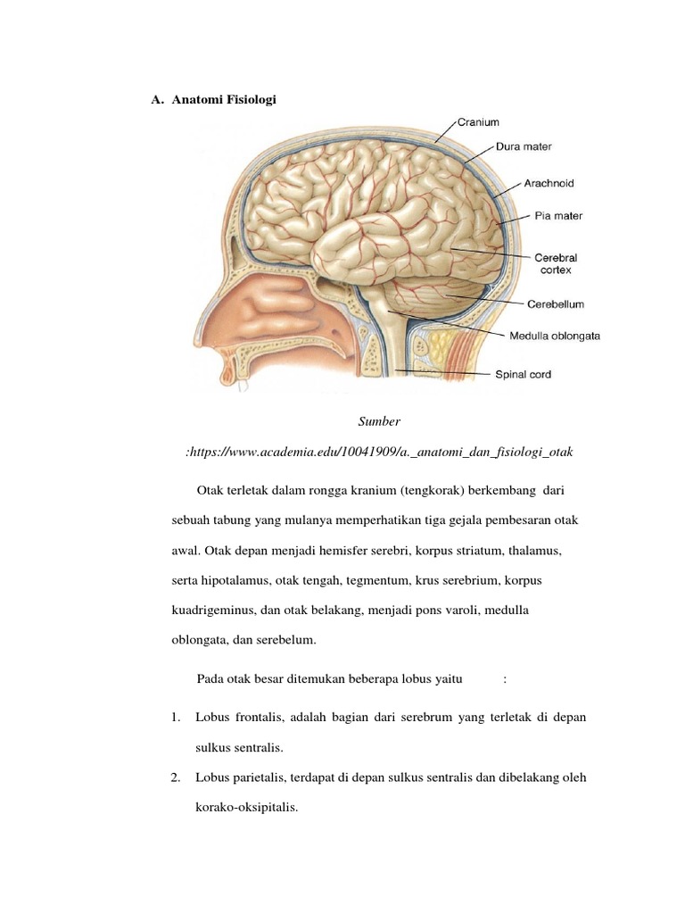 Anatomi Otak dan Autisme | PDF | Pengembangan Diri | Sains & Matematika