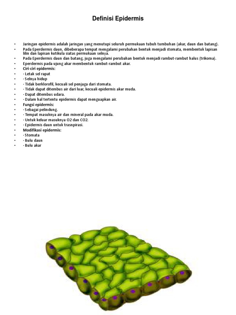 Jaringan Epidermis Dan Derivatnya Pada Tumbuhan | PDF