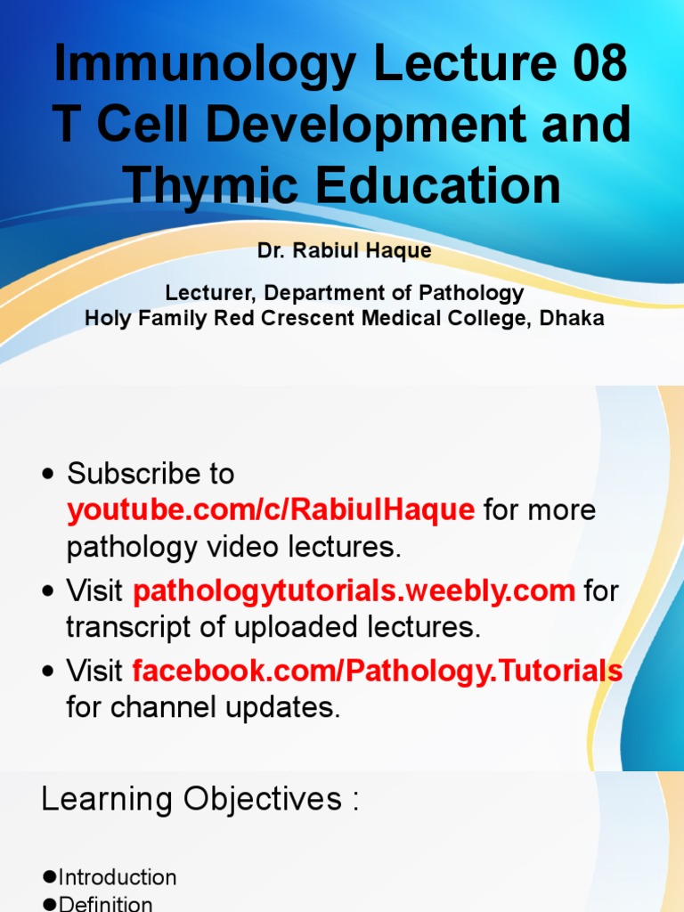 T Cell Development Thymic Education of T Cell | PDF | T Cell | Thymus