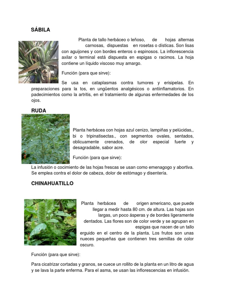 Plantas Medicinales | PDF | Cannabis (Droga) | Hoja