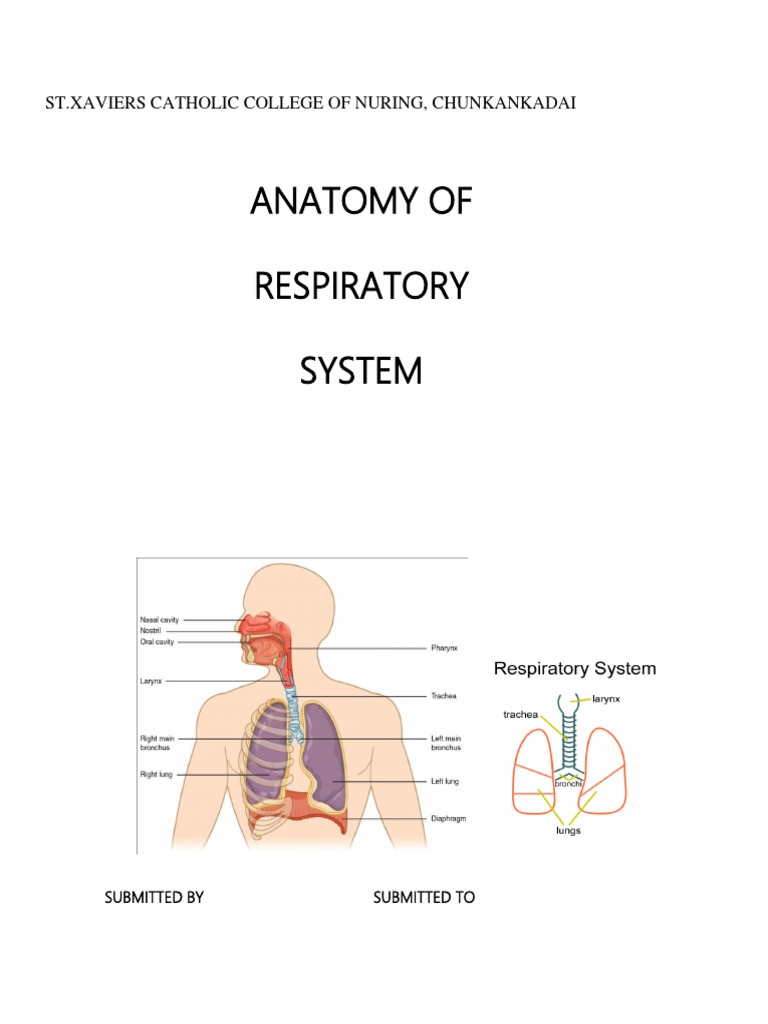 Anatomy of the Respiratory System | PDF | Respiratory Tract | Lung