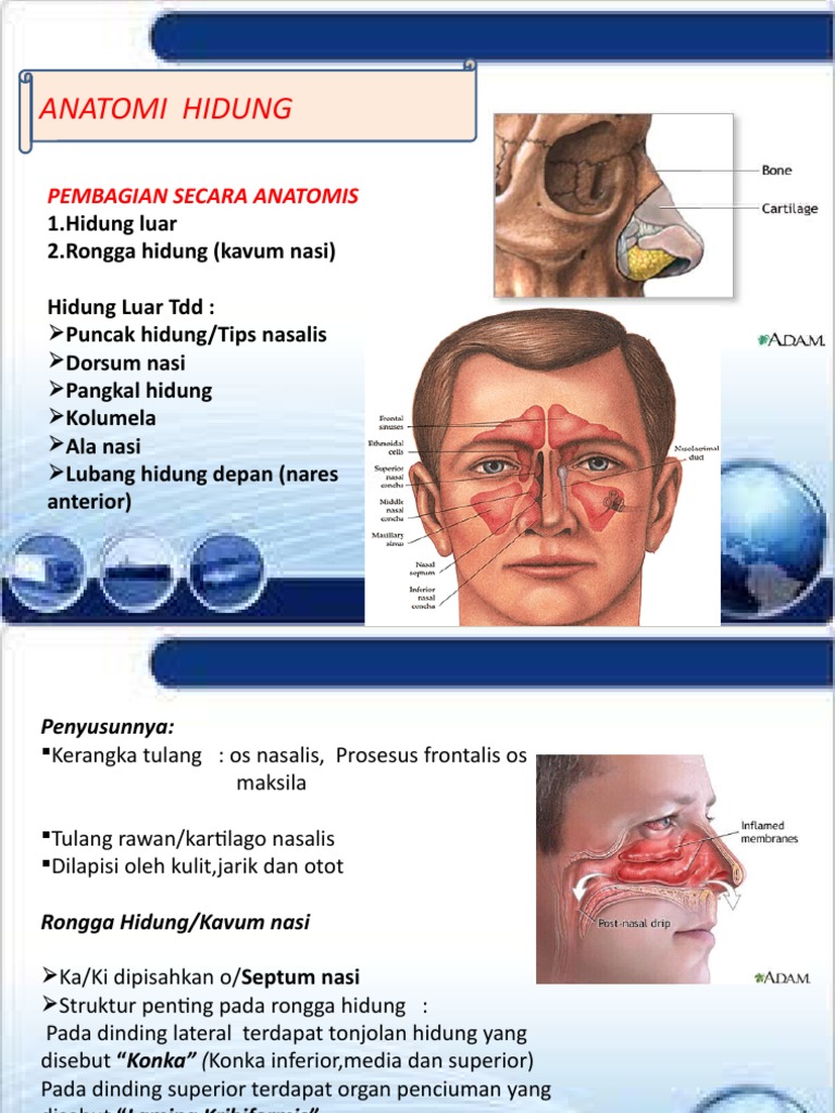 Anatomi Hidung | PDF