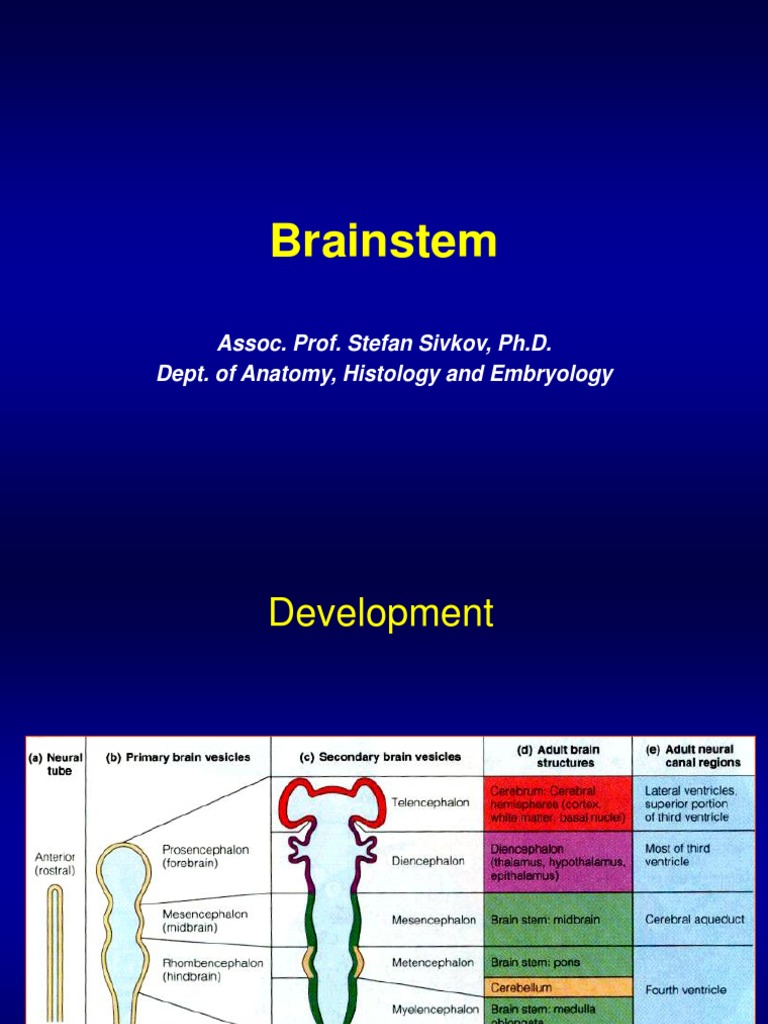 Brainstem Engl | PDF | Brainstem | Cerebellum