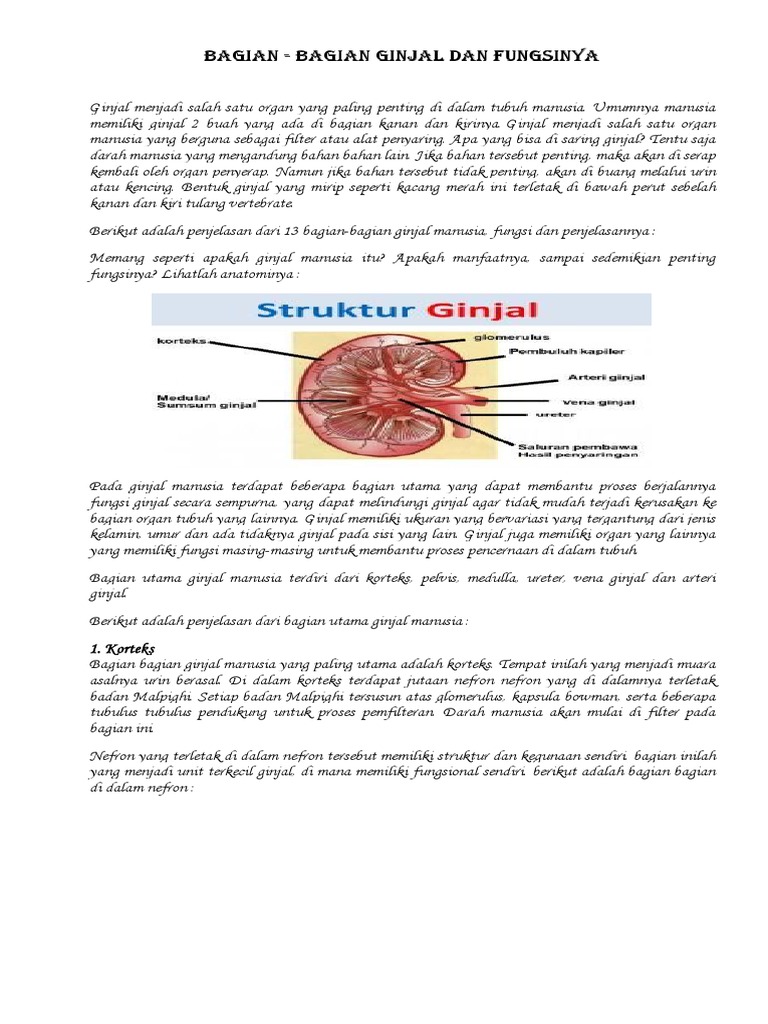 Anatomi dan Fungsi Ginjal | PDF | Kesehatan Holistik
