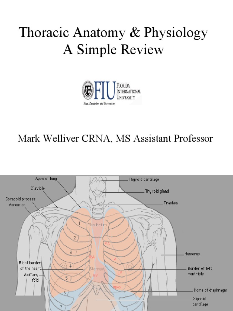 Thoracic Anatomy & Physiology A Simple Review: Mark Welliver CRNA, MS ...