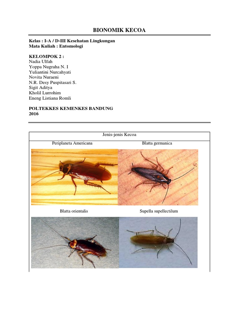 JENIS DAN MORFOLOGI KECOA | PDF
