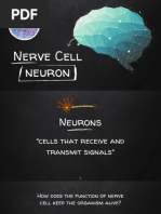 Nerve Cell PPT 1 | PDF | Neuron | Axon