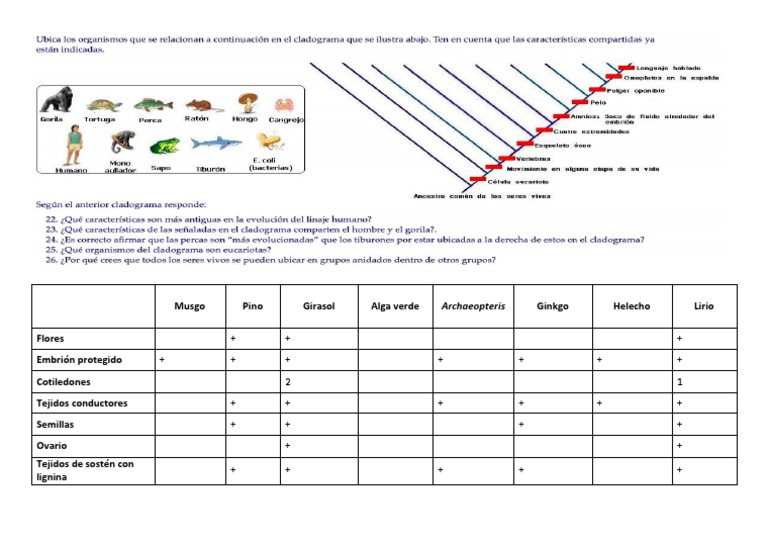 Cladograma 2 | PDF | Botánica | Ramas de la botánica
