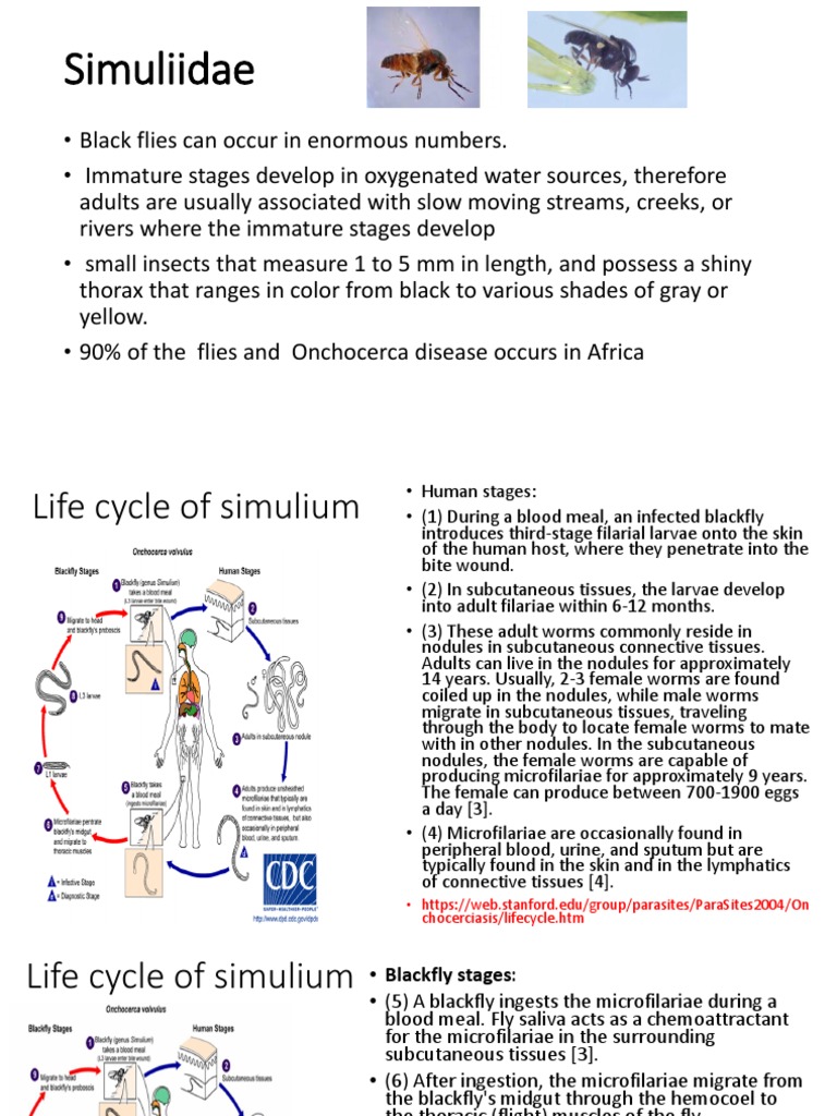Simuliidae | PDF | Fly | Animals And Humans