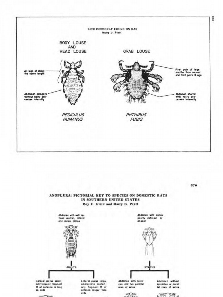 Lice Anoplura | PDF | Anatomy | Zoology