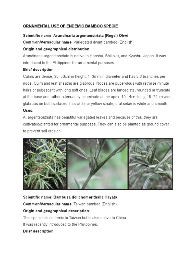 Bamboo Research Paper | PDF | Bamboo | Leaf