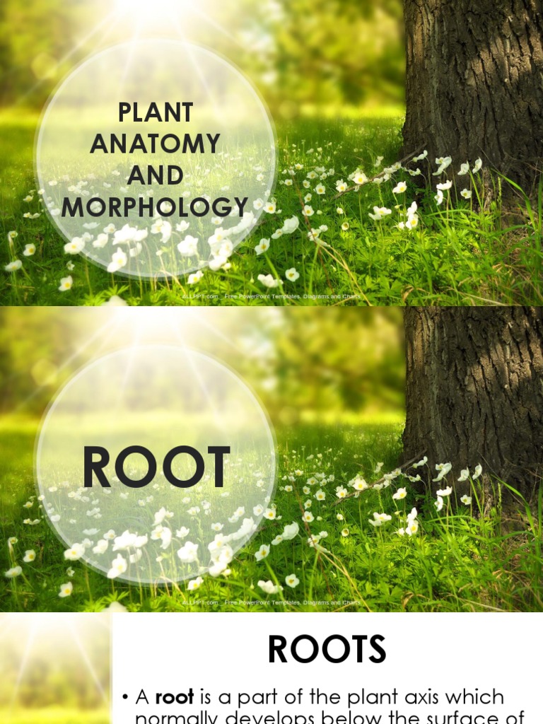 Plant Anatomy and Morphology | PDF | Leaf | Plant Stem