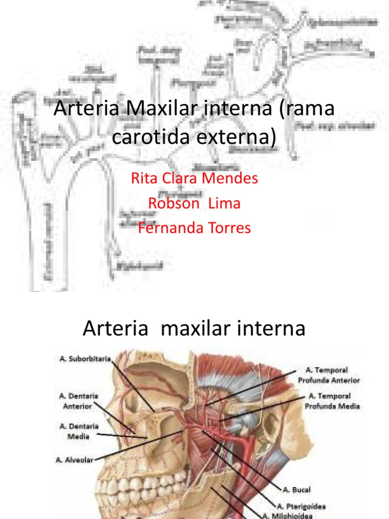 Arteria Maxilar Interna | Sistema musculoesquelético | Cara