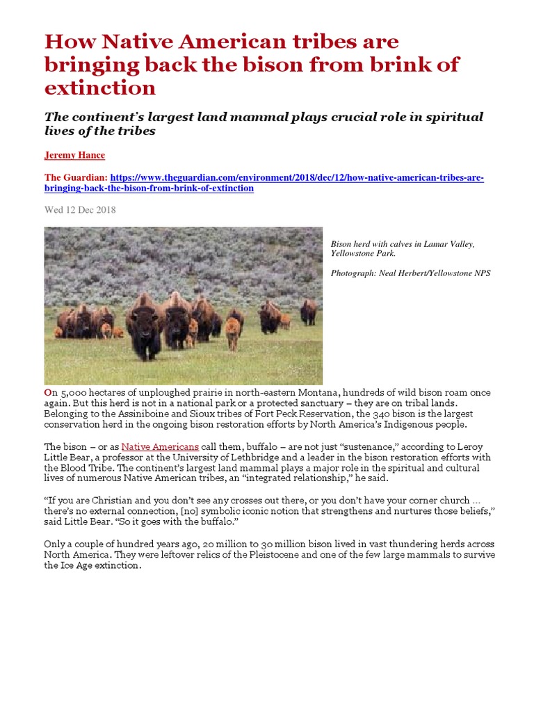 Native American Bison Restoration Efforts | PDF | Bison | Yellowstone ...