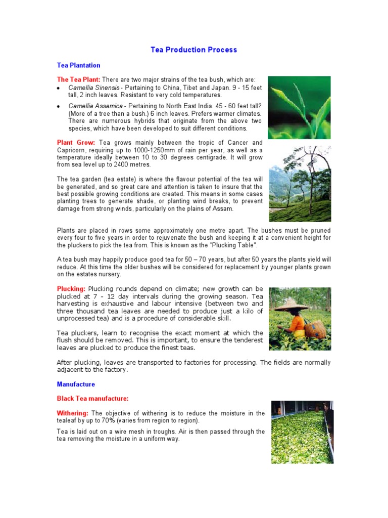 Tea Production Process 003 | Download Free PDF | Tea | Nature
