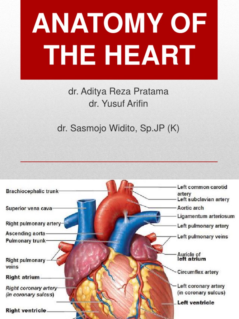 Anatomy of The Heart: Dr. Aditya Reza Pratama Dr. Yusuf Arifin Dr ...