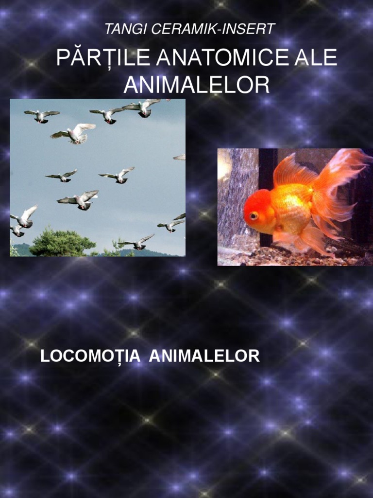 Locomotia La Animale | PDF
