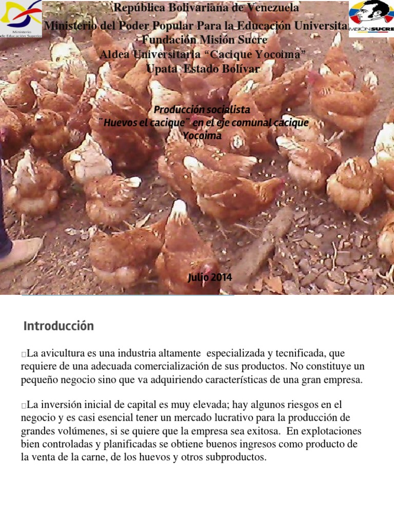 Proyecto de Gallinas Ponedoras | PDF | Huevo como alimento | Proteínas
