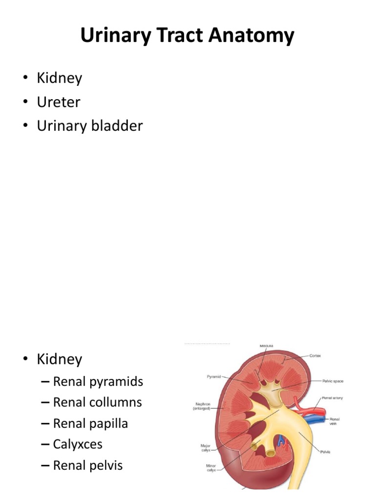 Urinary Tract Anatomy & Physiology | PDF