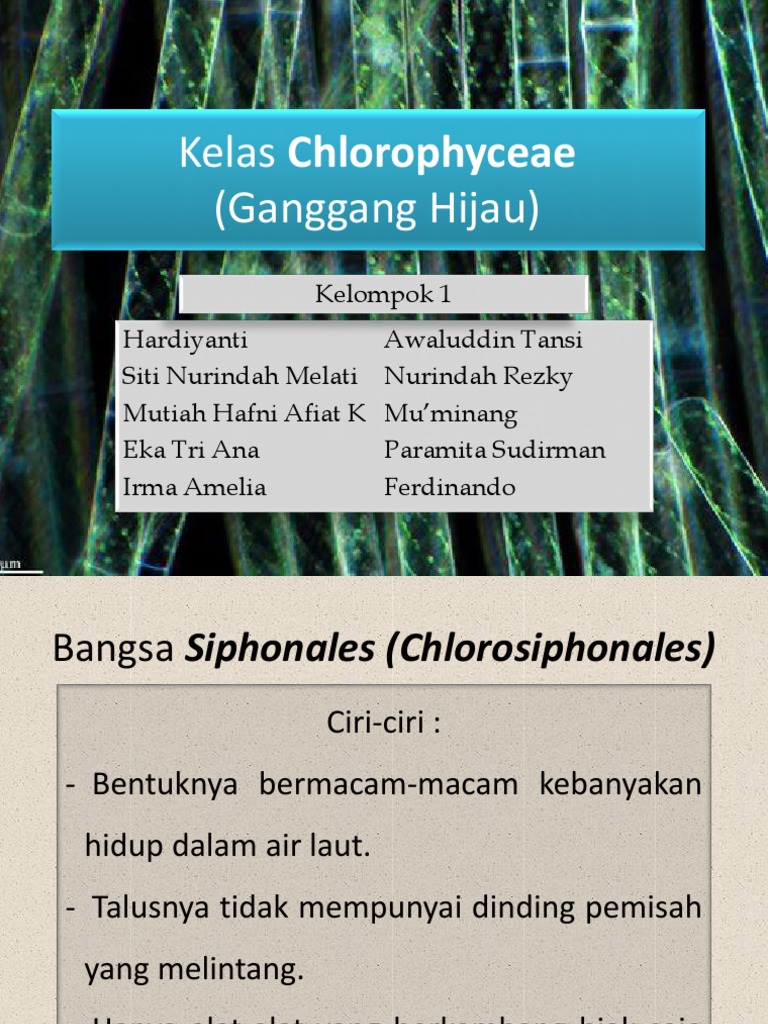 Jenis-Jenis Alga Siphonales | PDF