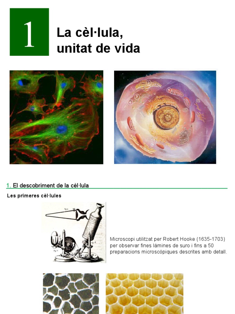 La Cèl.lula, Unitat de Vida | PDF