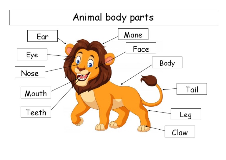 Labeled Diagram of Lion Body Parts | PDF | Language Arts & Discipline