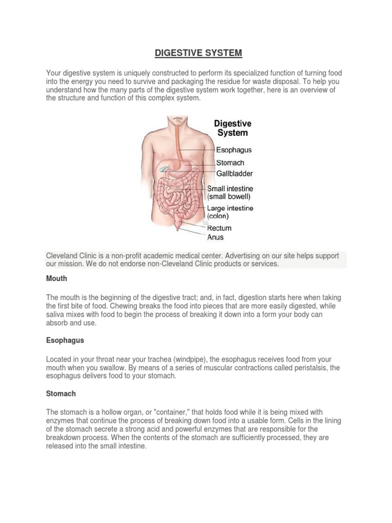 Degestive and Skeletal System | PDF | Human Digestive System | Skeleton